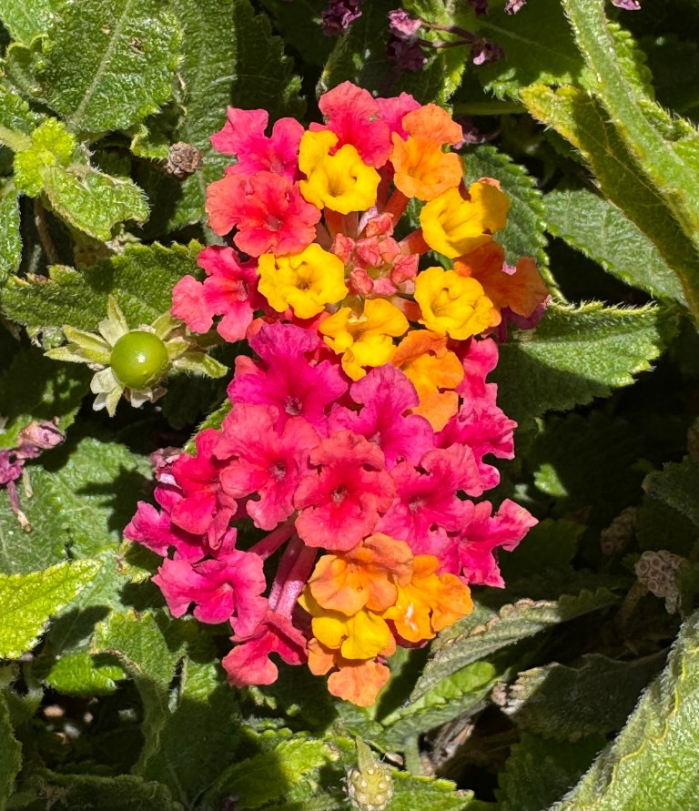MAY NEWSLETTER-Springtime joy when “all things become new” plus a book ...